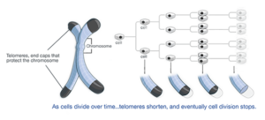 Reverse Aging and Target Telomere Length - TA-65®